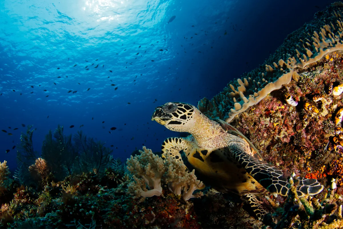 Mau Wisata ke Raja Ampat? Ini 8 Spot Menyelam Terbaiknya - Indonesia Travel