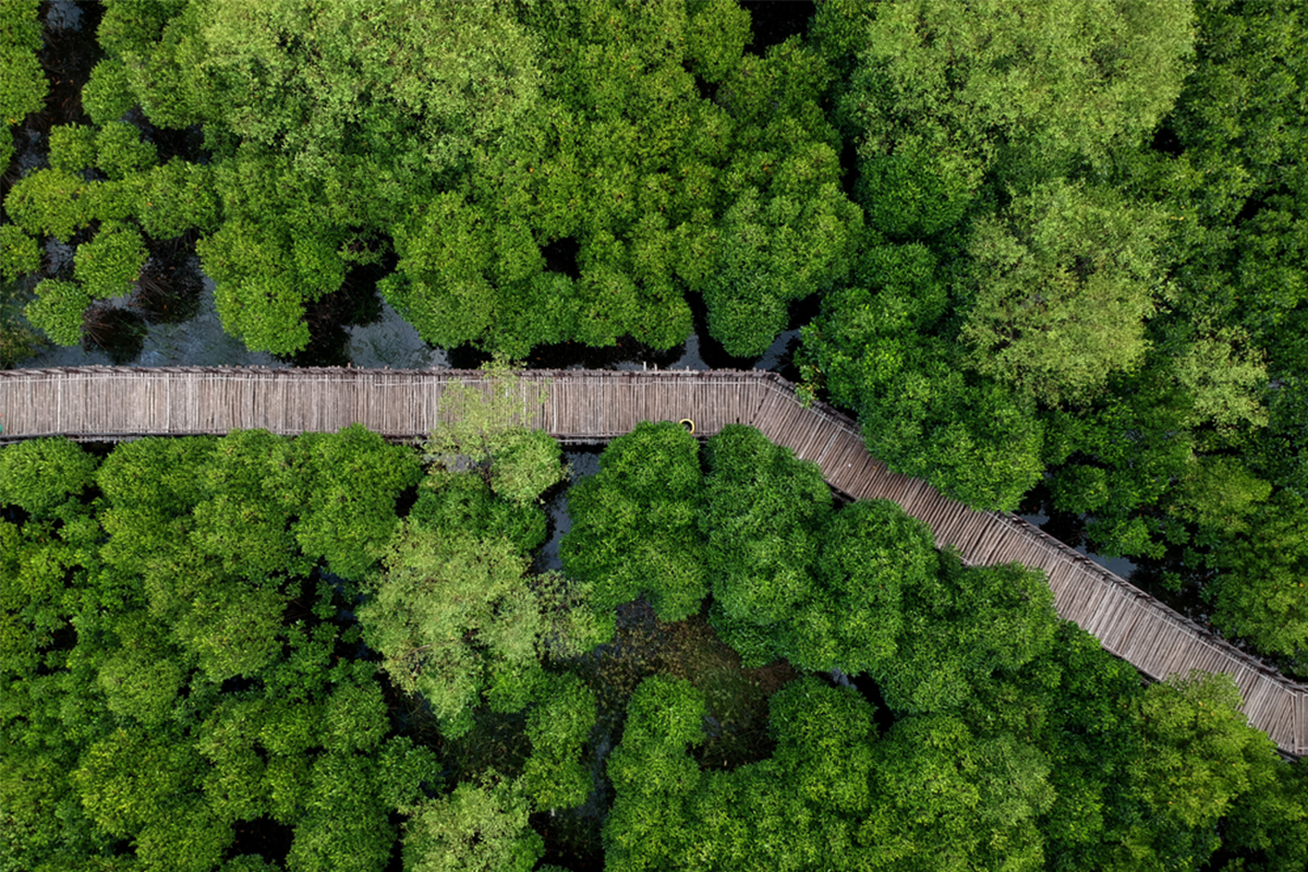 6 Mangrove Forests in Java - Indonesia Travel