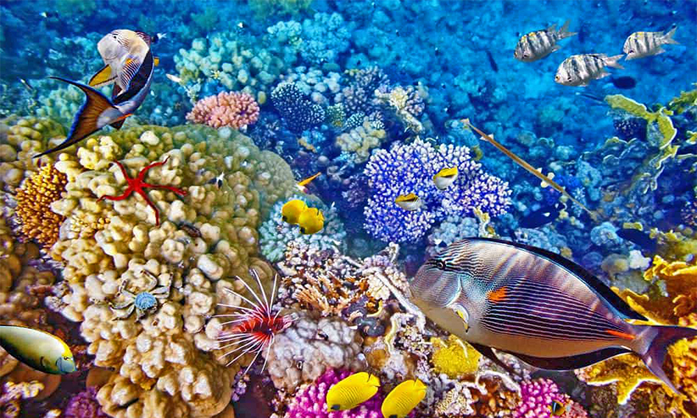 7 Panorama Bawah Laut Indonesia yang Cocok untuk Libur Musim Panas ...