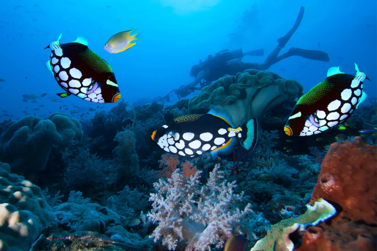 Mau Wisata ke Raja Ampat? Ini 8 Spot Menyelam Terbaiknya - Indonesia Travel